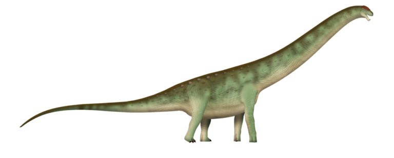 Argentinosaurus: The Largest Dinosaur That Ever Walked the Earth – Dino ...