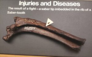 The Saber-Toothed Tiger – Was It the Ultimate Ice Age Predator? – Dino ...