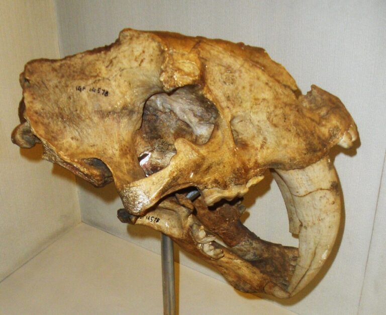 The Saber-Toothed Tiger – Was It the Ultimate Ice Age Predator? – Dino ...