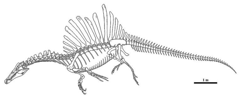 Spinosaurus Had a Crocodile’s Tail—And That Changes Everything – Dino World