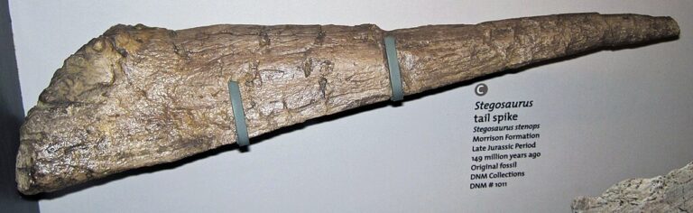 Why Some Dinosaurs Had Spiked Tails – The Secret of the Stegosaur ...