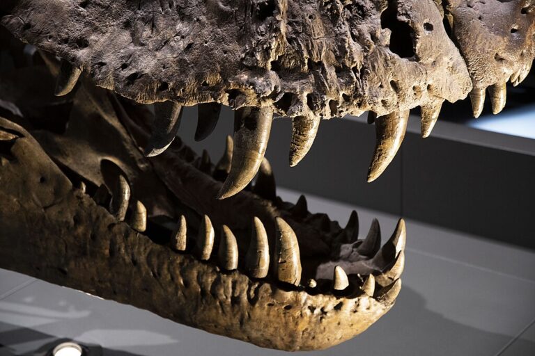 The Dinosaur With the Strongest Bite Force Ever Measured – Dino World