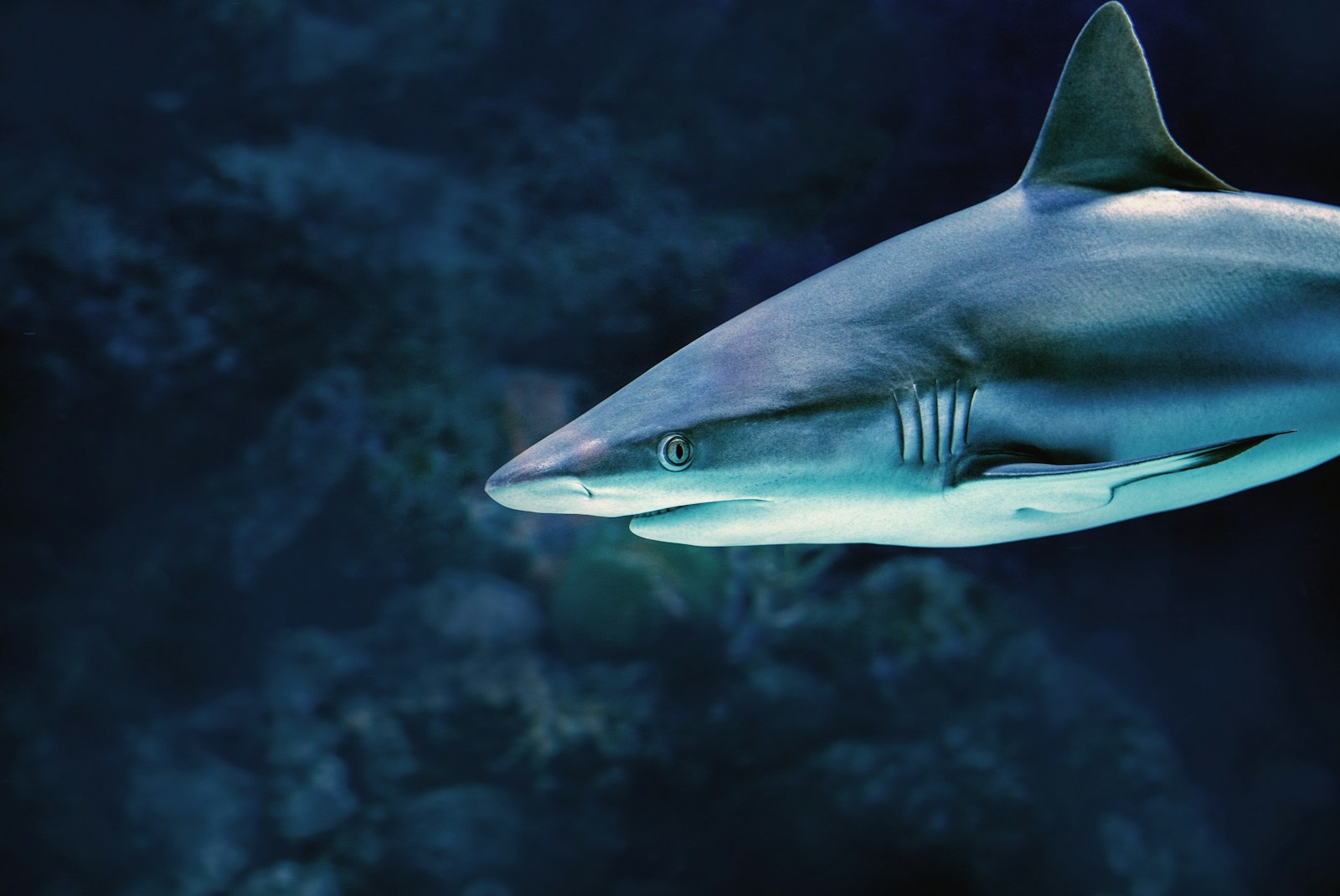The Largest Prehistoric Shark – Was Megalodon Bigger Than We Thought ...