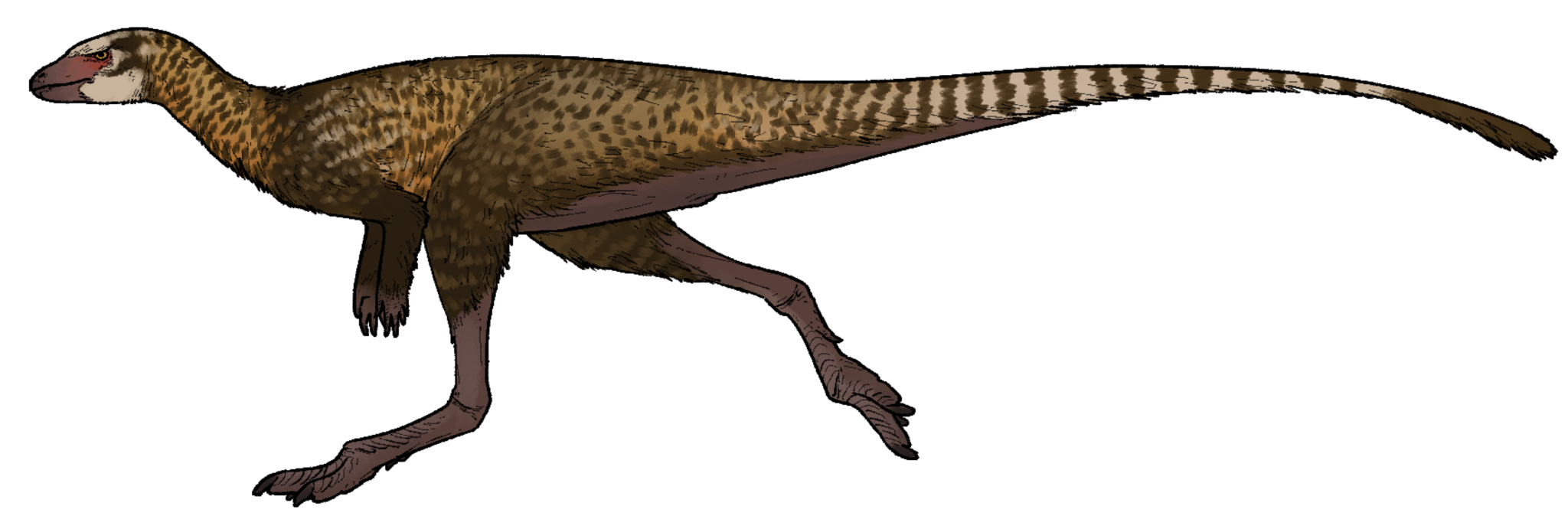 What Is the Difference Between Theropods, Sauropods, and Ornithopods ...