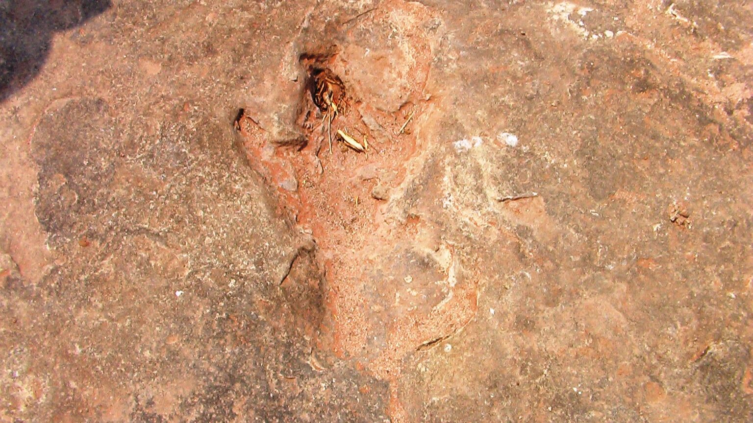 What Are Trace Fossils—and Why Are They So Important? – Dino World