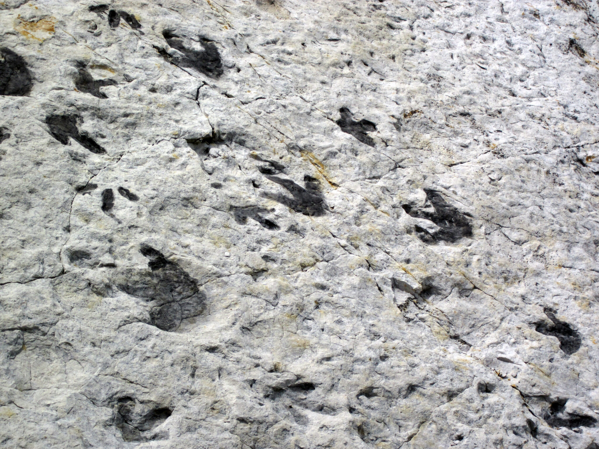 Fossil Footprints: How Dinosaur Tracks Reveal Behavior in Motion – Dino ...