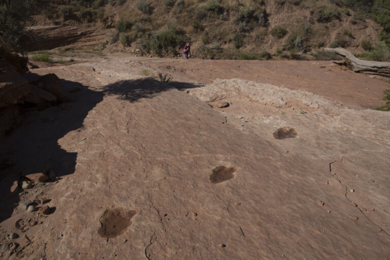 What Are Trace Fossils—and Why Are They So Important? – Dino World