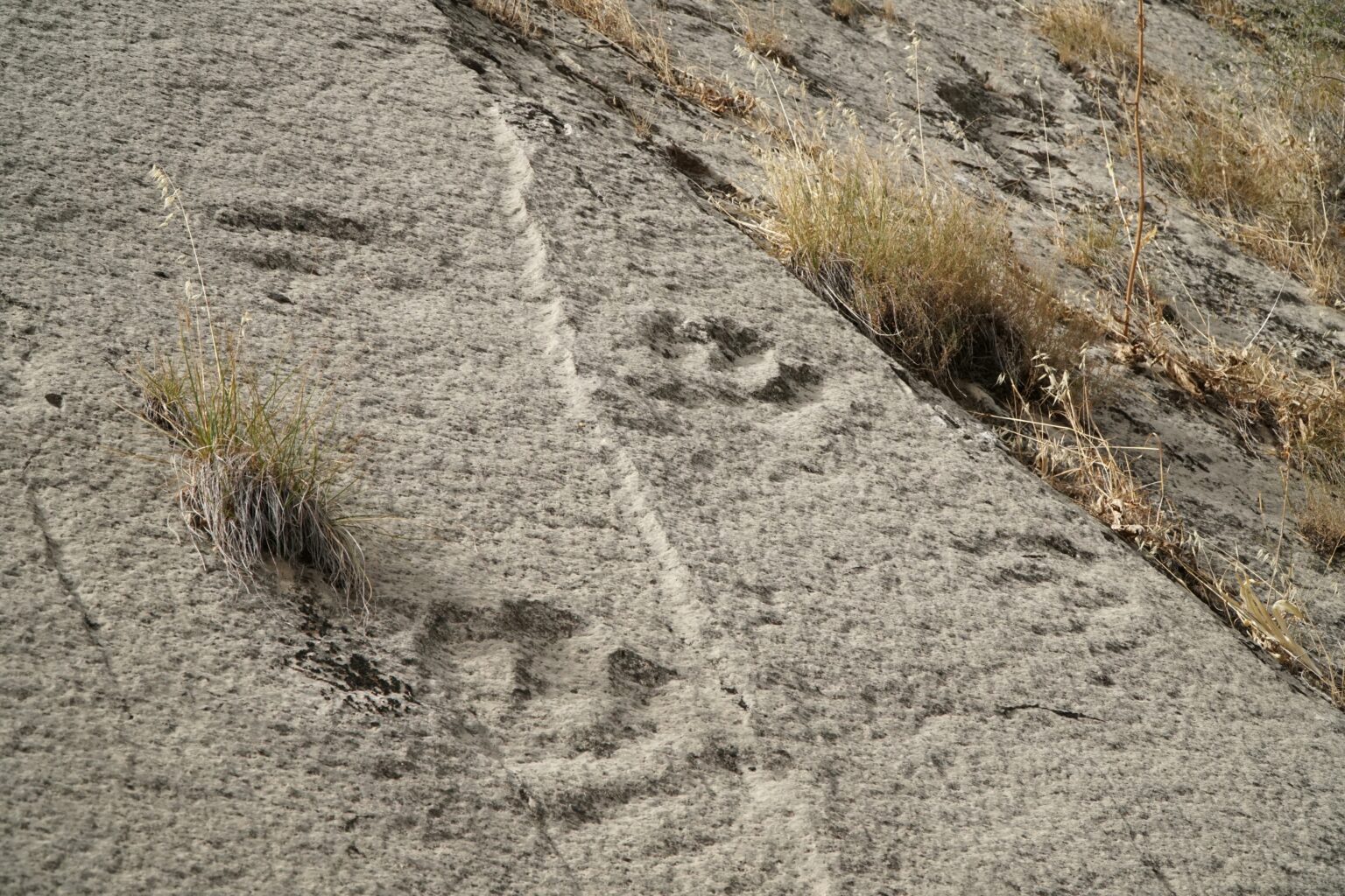 Fossil Footprints: How Dinosaur Tracks Reveal Behavior in Motion – Dino ...