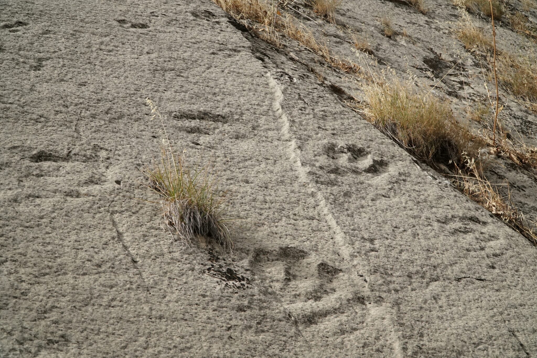 Fossil Footprints: How Dinosaur Tracks Reveal Behavior in Motion – Dino ...