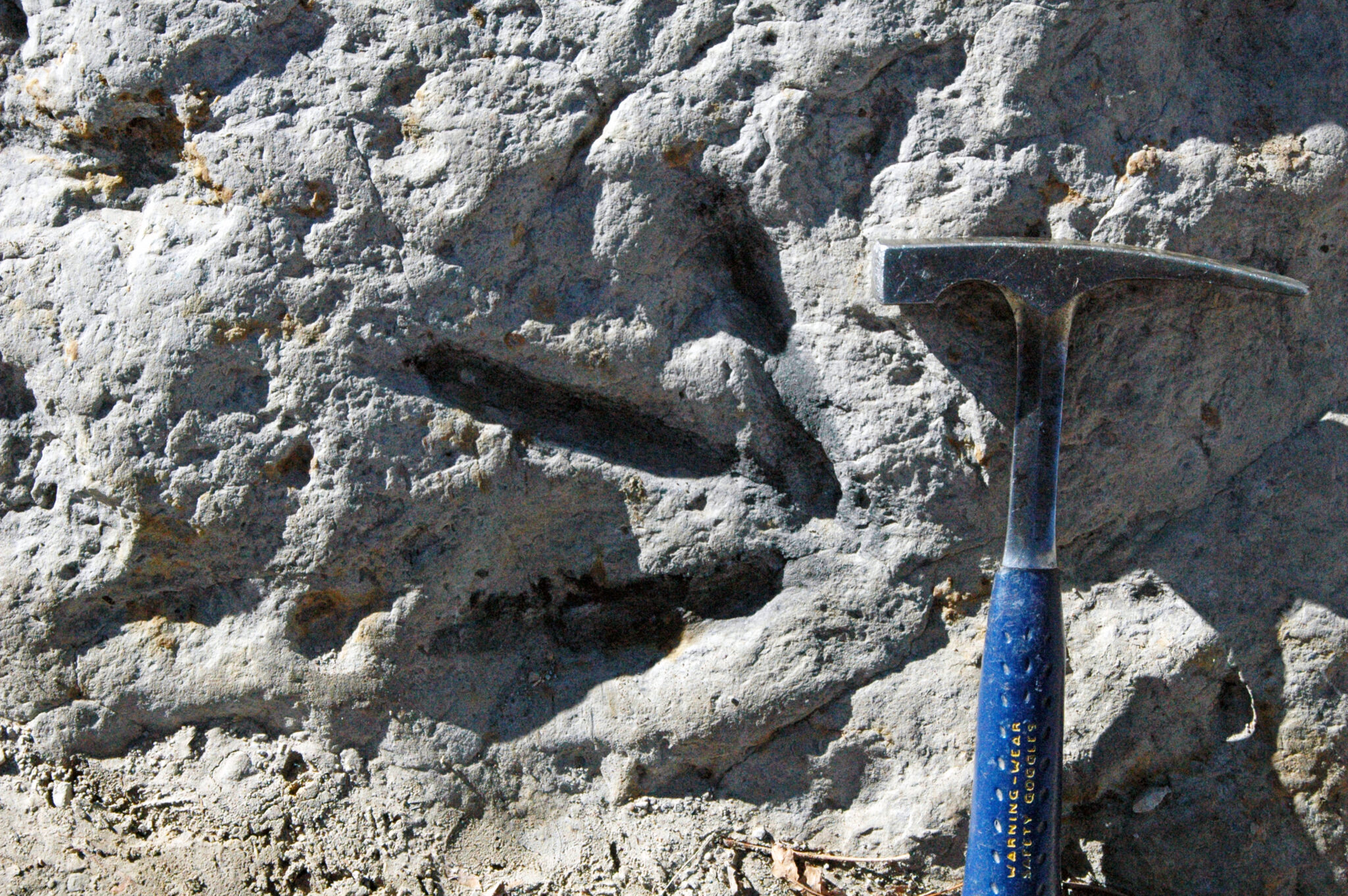 10 Places Where You Can See Dinosaur Footprints in Real Life – Dino World