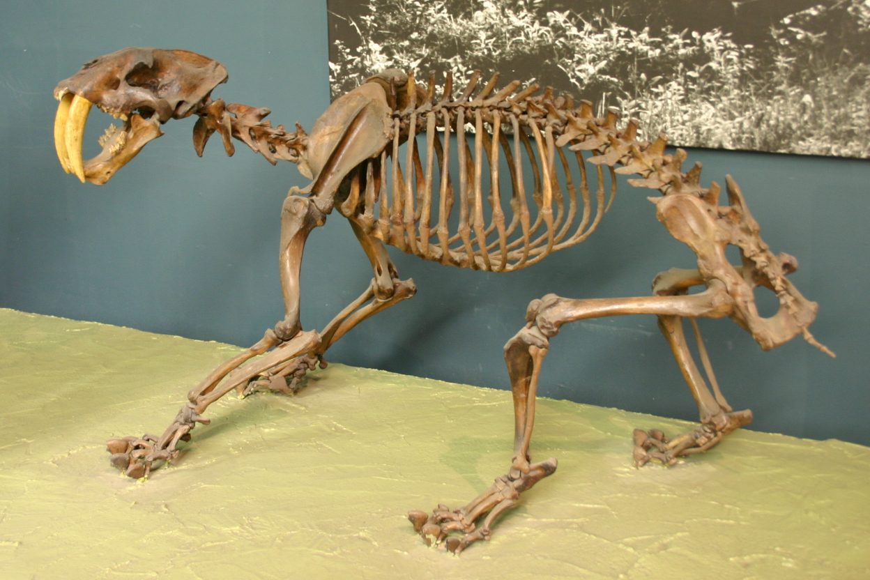 The Saber-Toothed Tiger – Was It the Ultimate Ice Age Predator? – Dino ...