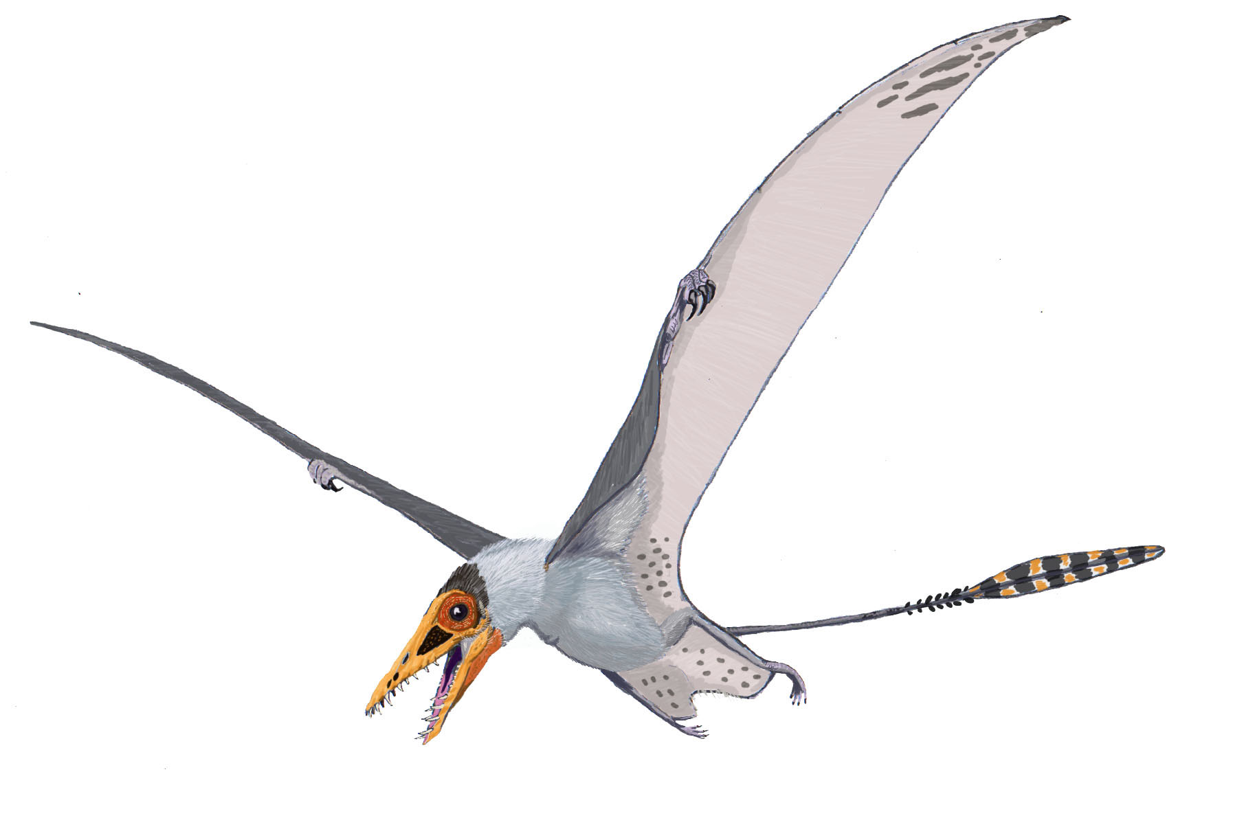 What Was the Largest Flying Dinosaur? Meet the Giant Pterosaurs – Dino ...