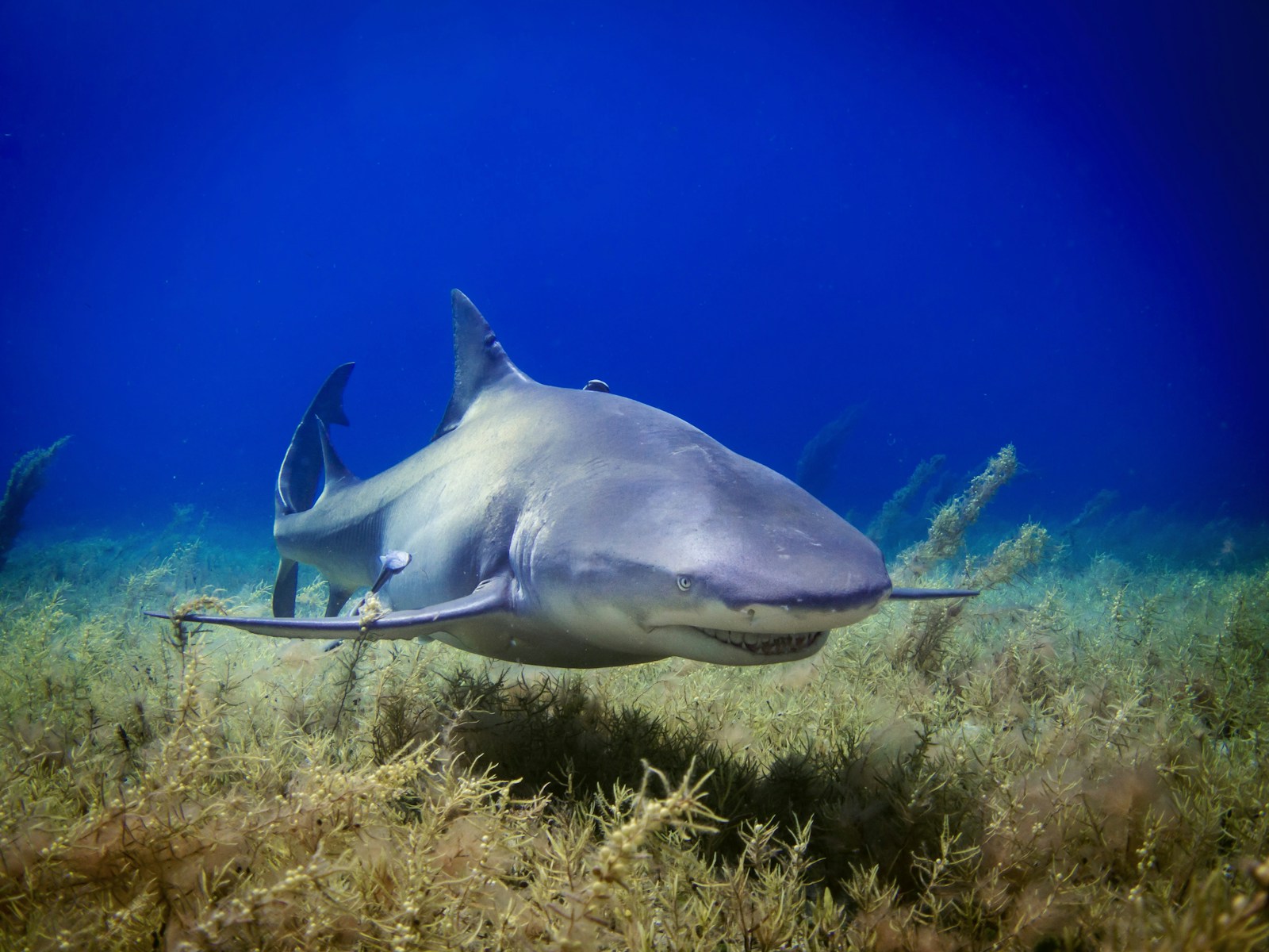 The Largest Prehistoric Shark – Was Megalodon Bigger Than We Thought ...