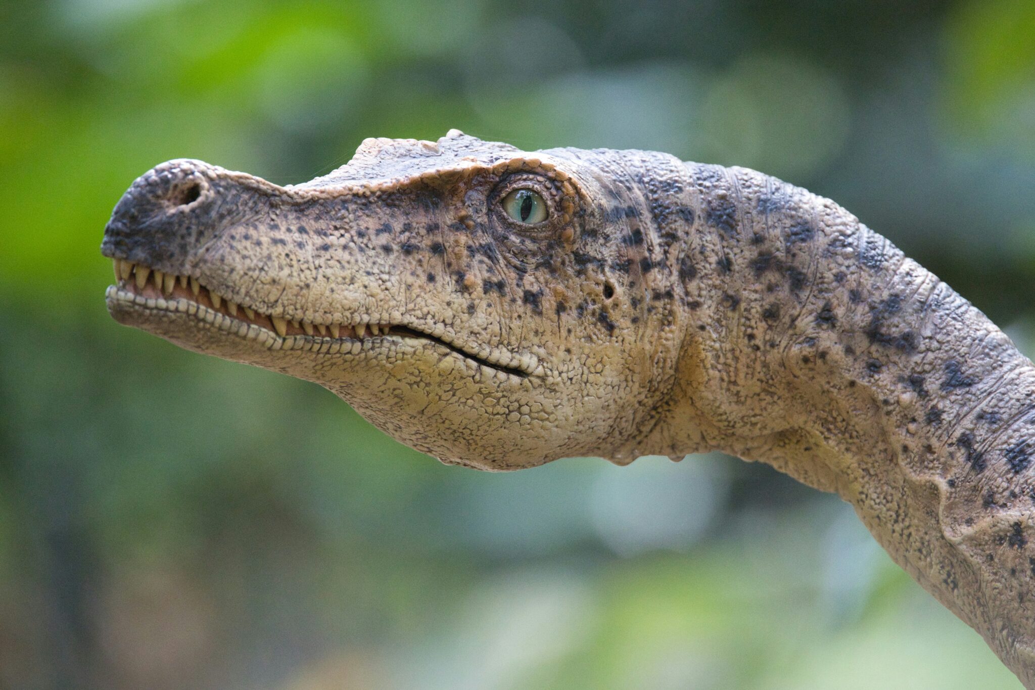 Could Dinosaurs Have Had Night Vision? The Science Behind Ancient Eyes ...