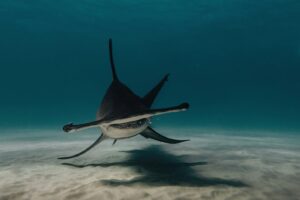The Largest Prehistoric Shark – Was Megalodon Bigger Than We Thought ...