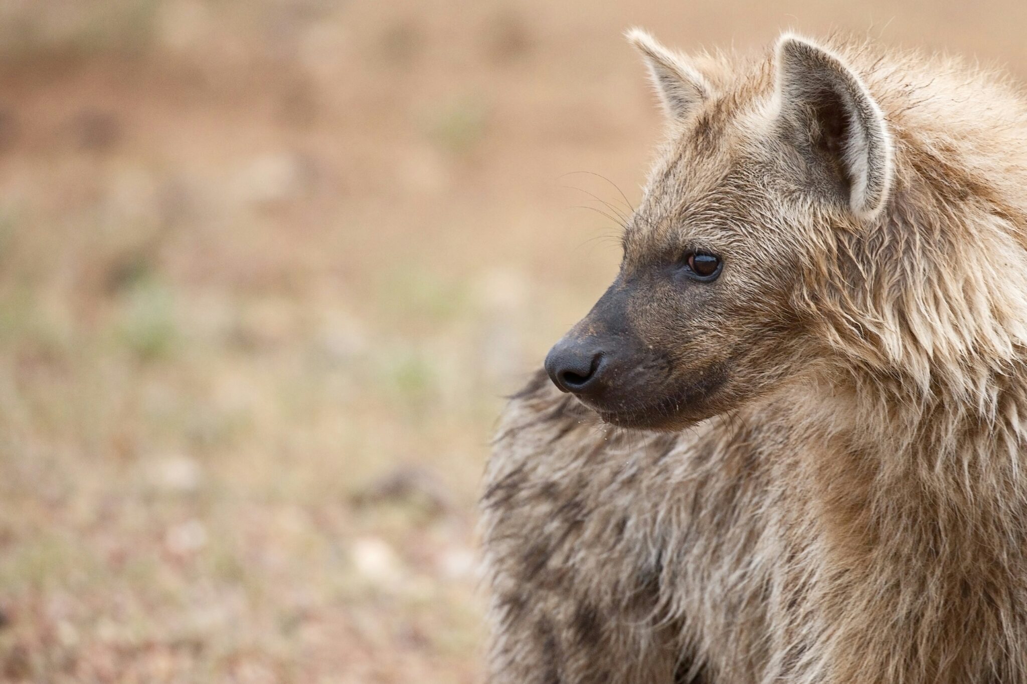Could a T-Rex Bite Through Bone Like a Modern Hyena? – Dino World