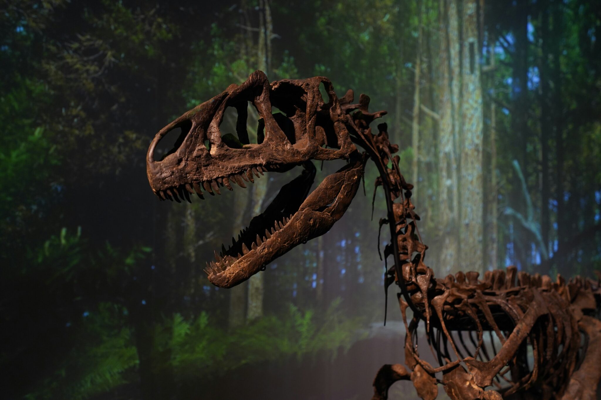 How Long Did Dinosaurs Live? Fossil Evidence of Their Lifespan – Dino World