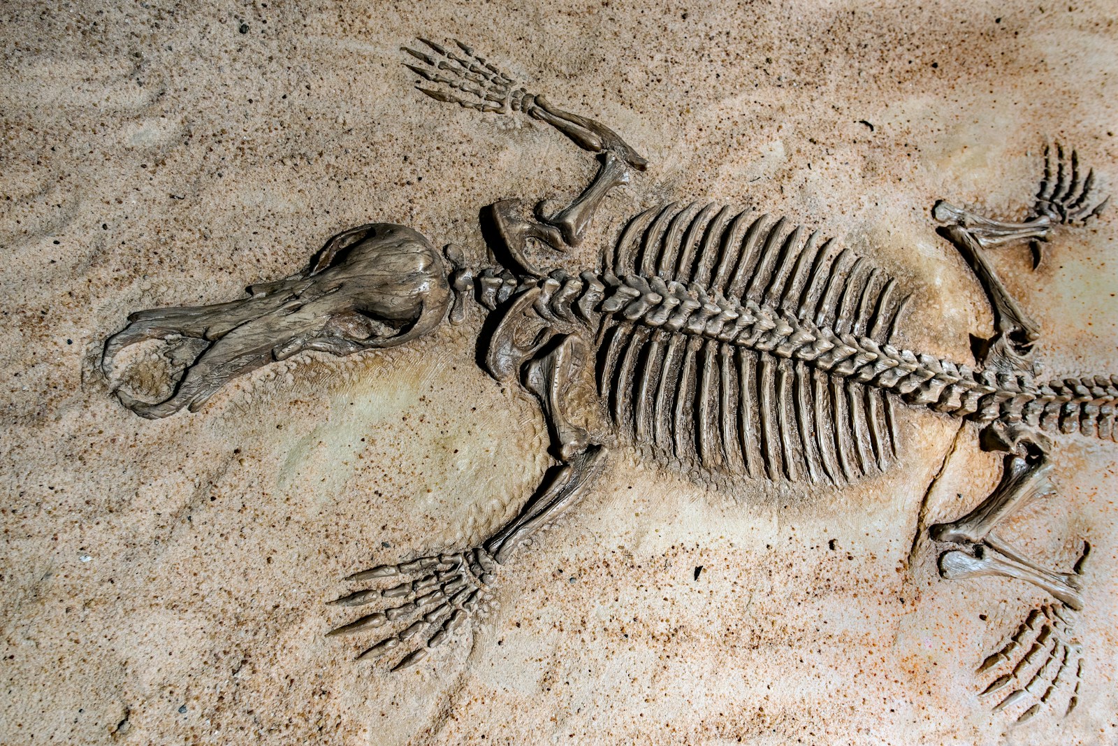 Why Some Fossil Sites Are Called “Lagerstätten” and Why They Matter ...