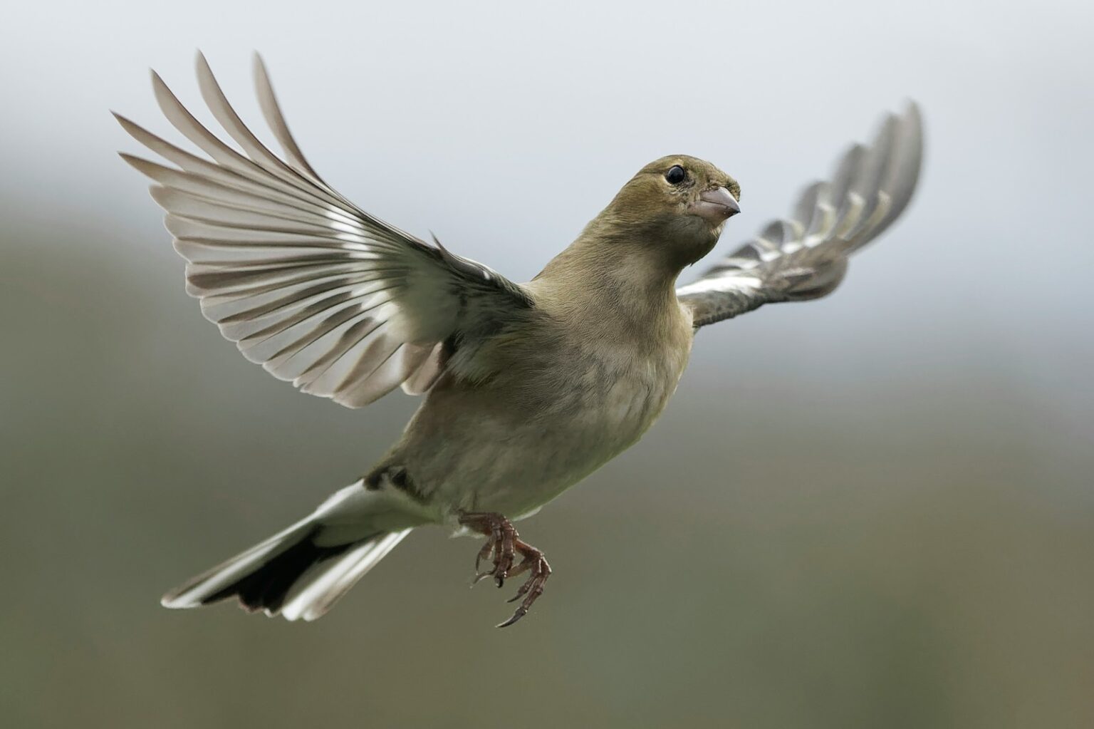Why Did Some Dinosaurs Grow Feathers While Others Didn’t? – Dino World