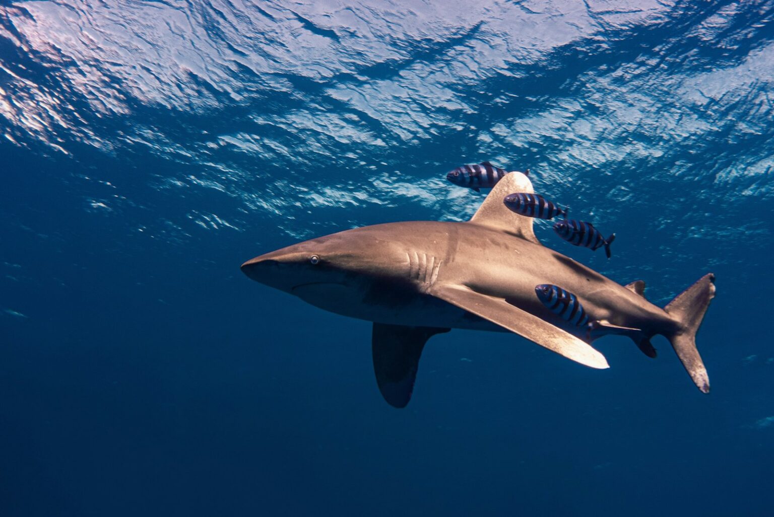 The Largest Prehistoric Shark – Was Megalodon Bigger Than We Thought ...