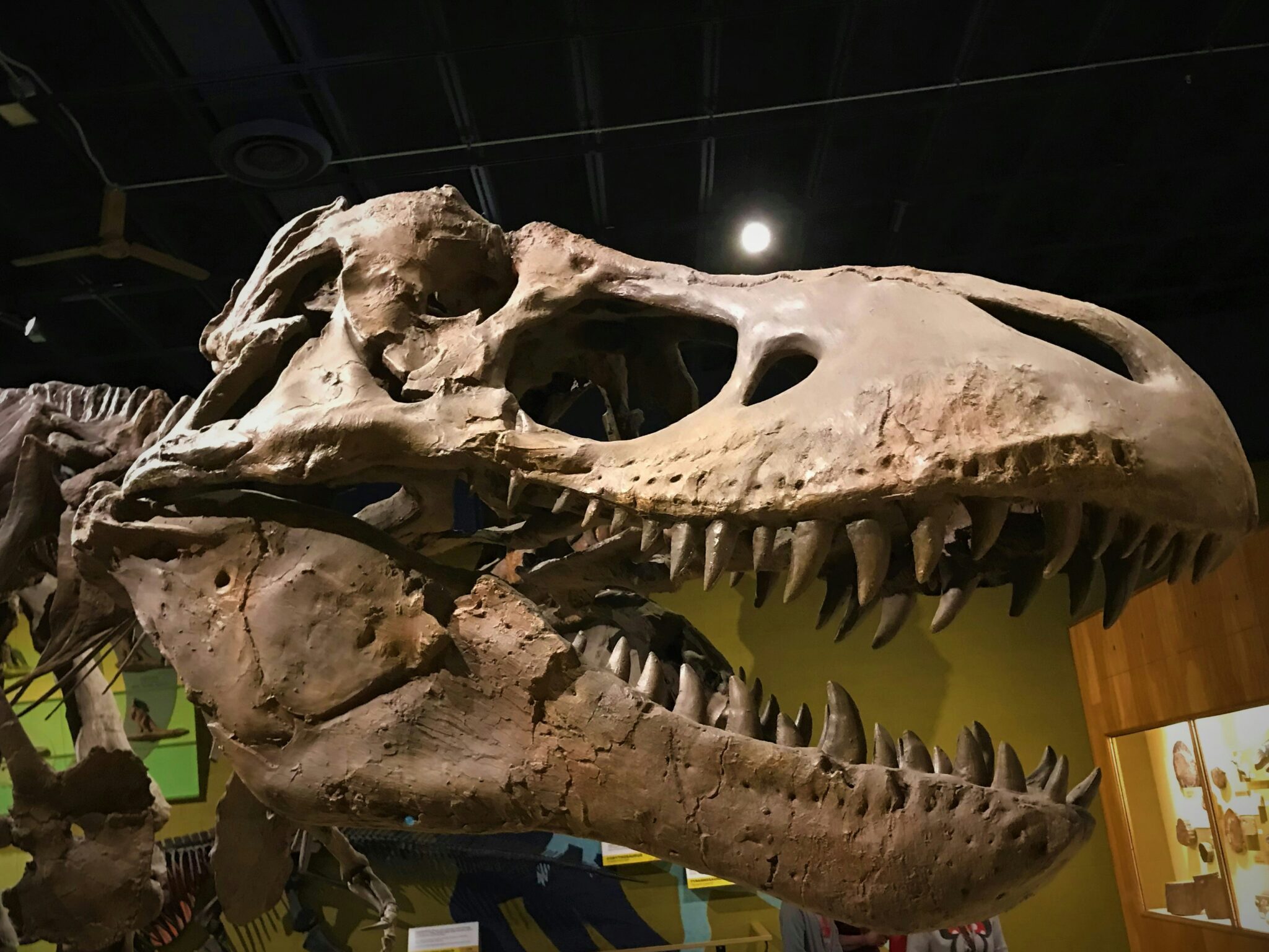 How Long Did Dinosaurs Live? Fossil Evidence of Their Lifespan – Dino World