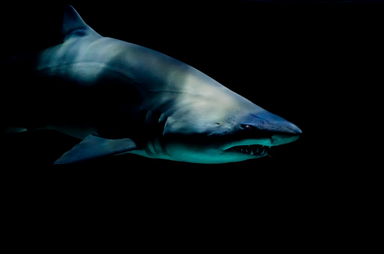 The Largest Prehistoric Shark – Was Megalodon Bigger Than We Thought ...