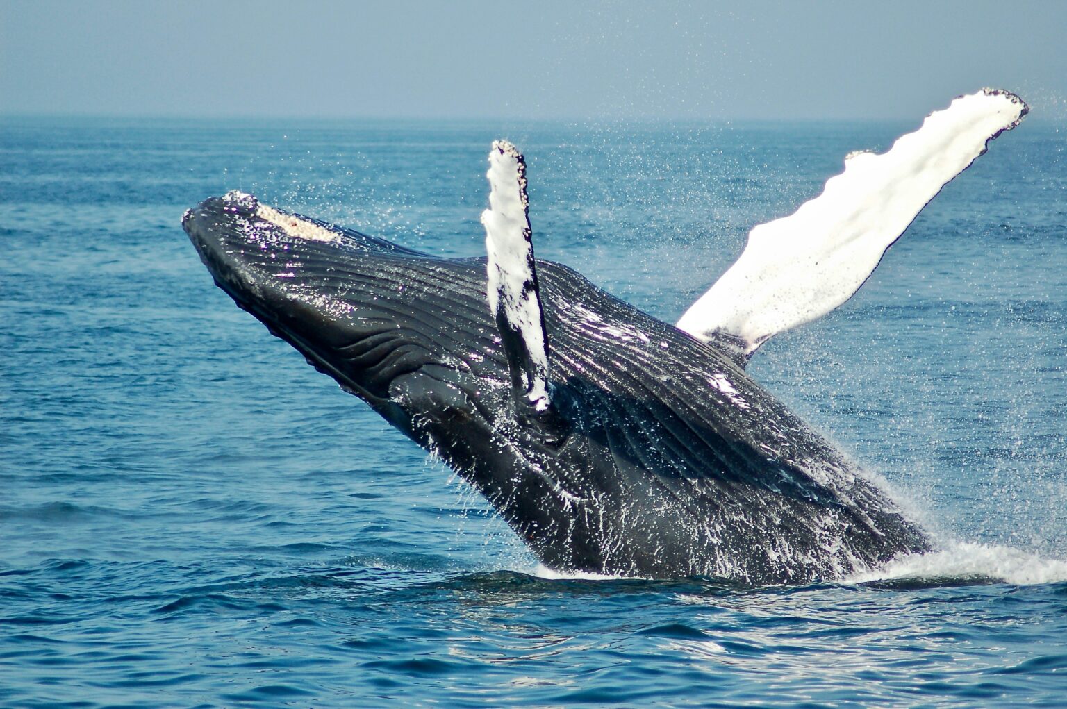 The Biggest Dinosaur Ever Discovered – How It Compares to a Blue Whale ...