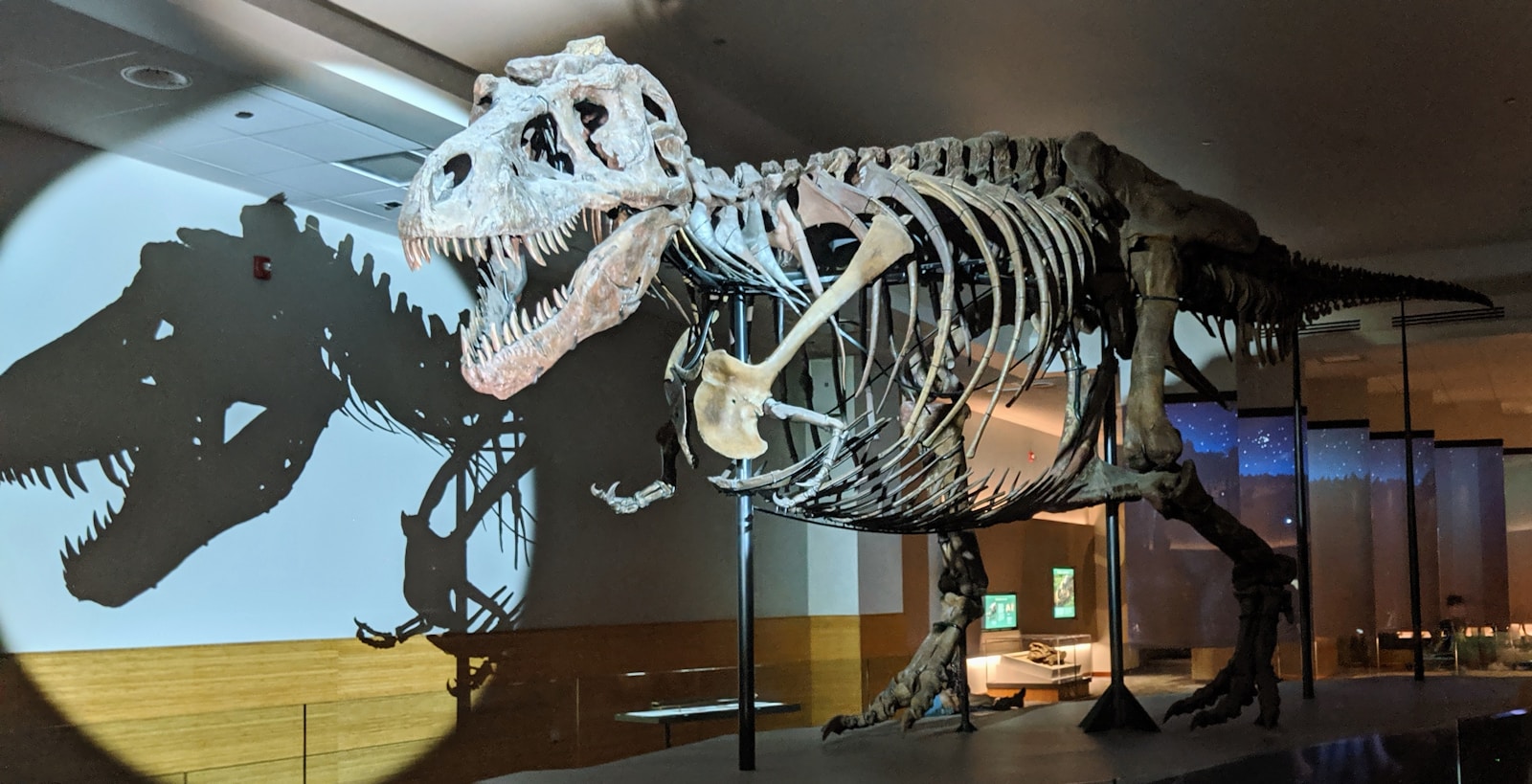 8 Perfectly Preserved Dinosaurs Found in the Fossil Record – Dino World
