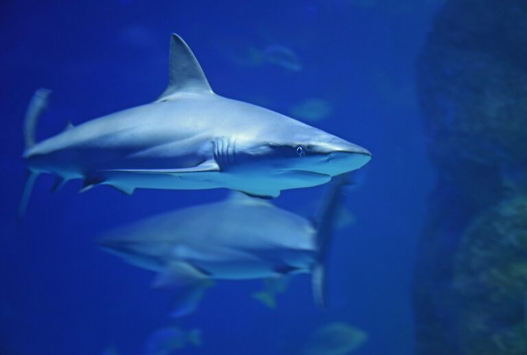 The Largest Prehistoric Shark – Was Megalodon Bigger Than We Thought ...