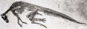Edmontosaurus: The Duck-Billed Dinosaur With Mummified Fossils – Dino World
