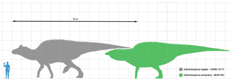 Edmontosaurus: The Duck-Billed Dinosaur With Mummified Fossils – Dino World