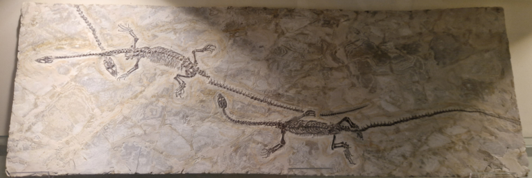 Archaeoraptor – The Famous Fossil Hoax – Dino World