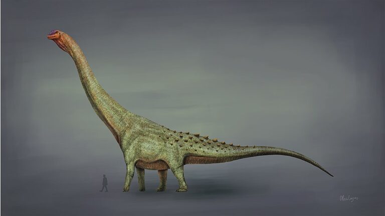 Biggest Dinosaurs Ever Discovered (And Where to See Them) – Dino World