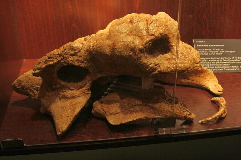 Saichania: The Well-Armed Desert Dweller of Mongolia – Dino World