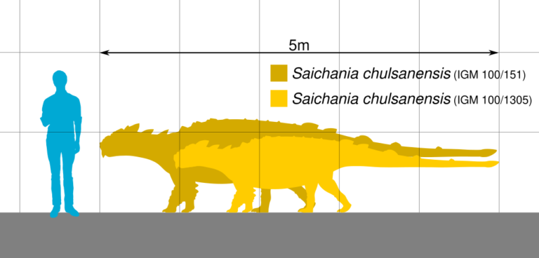 Saichania: The Well-Armed Desert Dweller of Mongolia – Dino World