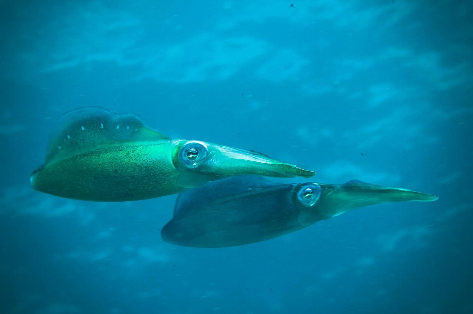 The Giant Squid of the Prehistoric Ocean It Was Over 50 Feet Long ...