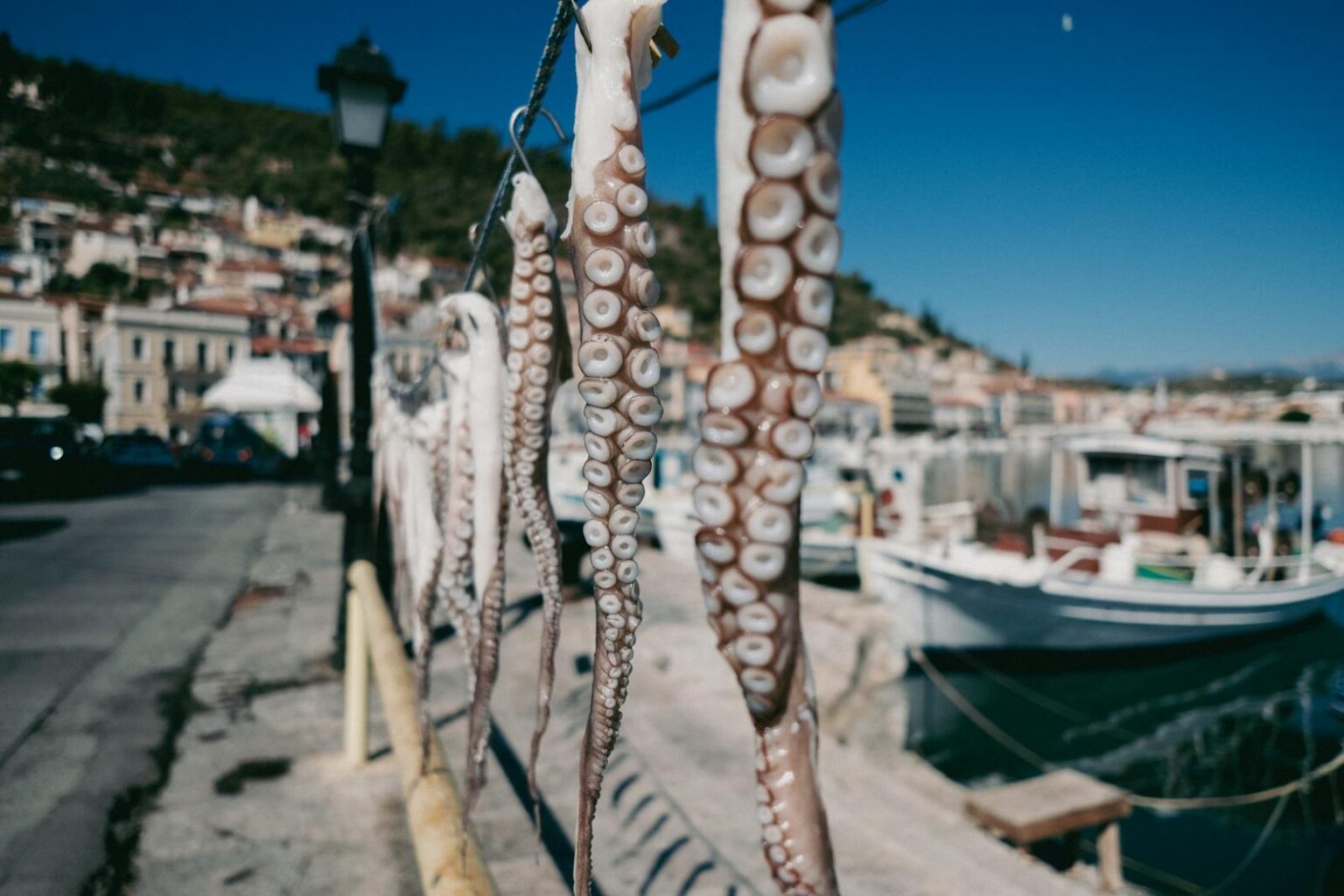 The Giant Squid of the Prehistoric Ocean It Was Over 50 Feet Long ...
