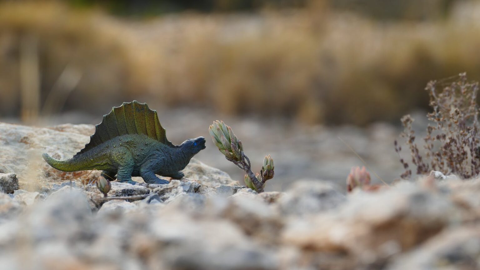 Why Did Some Dinosaurs Have Tiny Arms New Research on Functionality ...