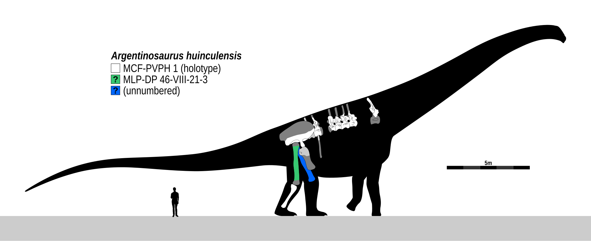 Argentinosaurus: The Largest Dinosaur That Ever Walked the Earth – Dino ...