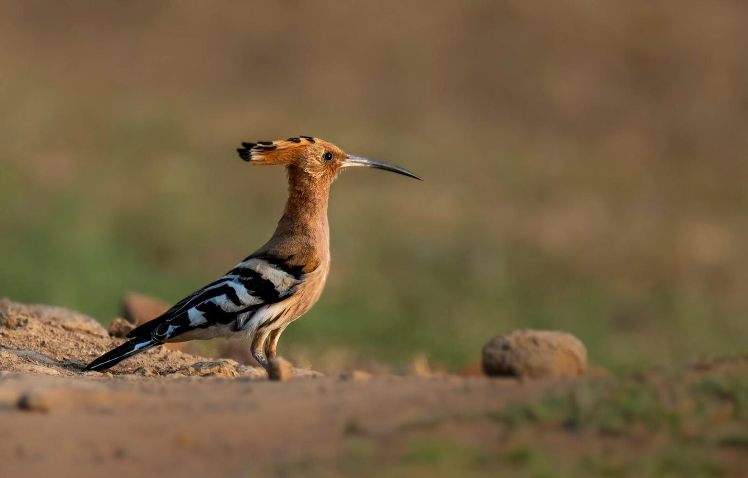 Confuciusornis The Ancient Bird With a Toothless Beak – Dino World