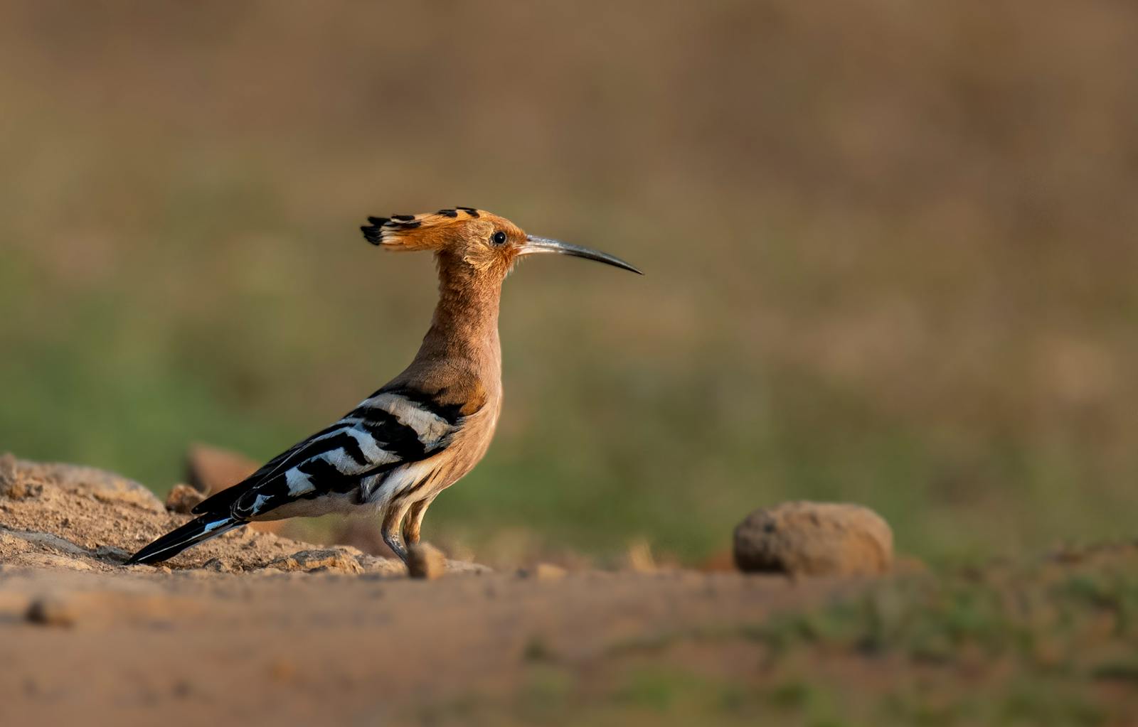 Confuciusornis The Ancient Bird With a Toothless Beak – Dino World