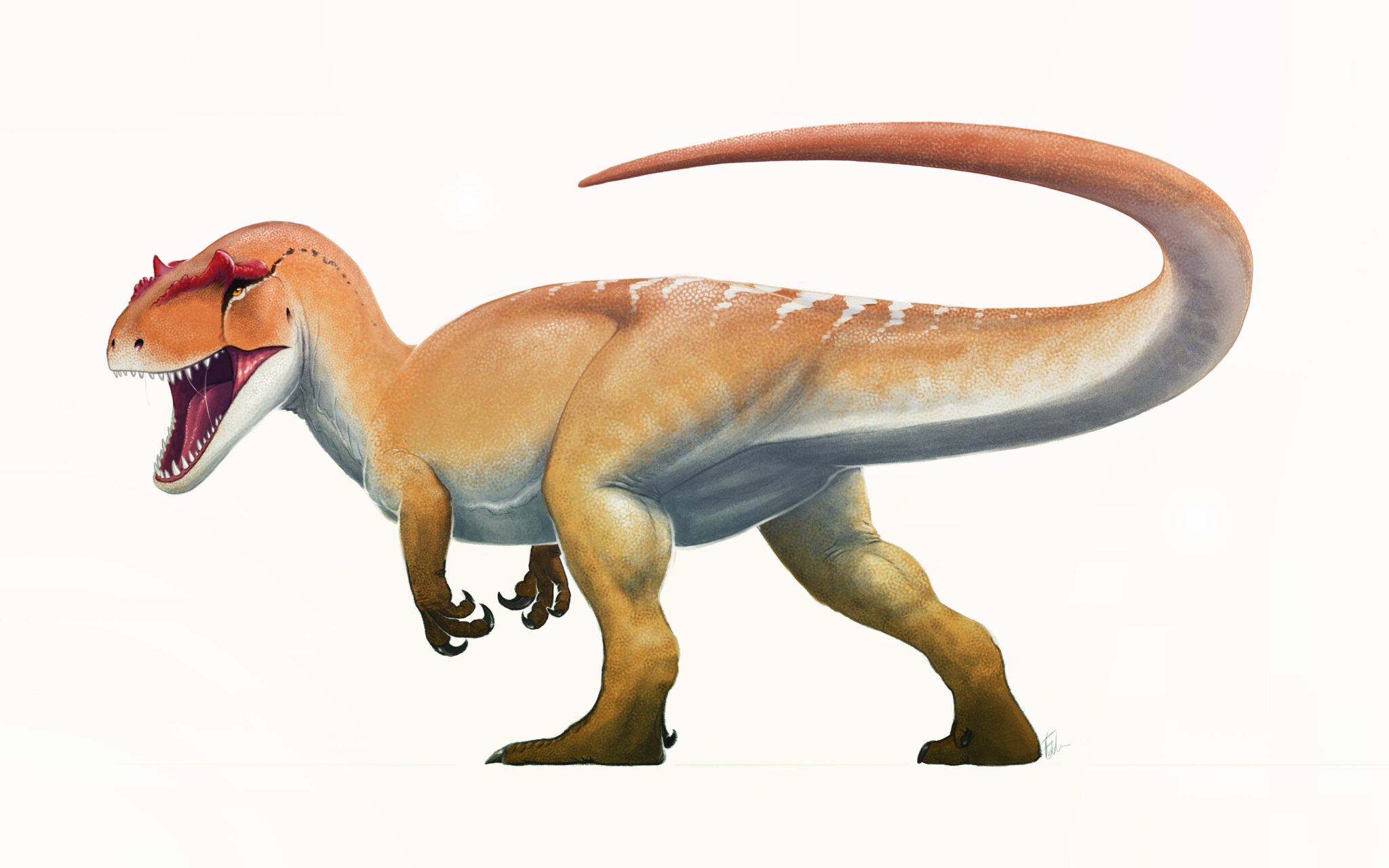 Allosaurus: The Top Predator of the Jurassic Period – Dino World