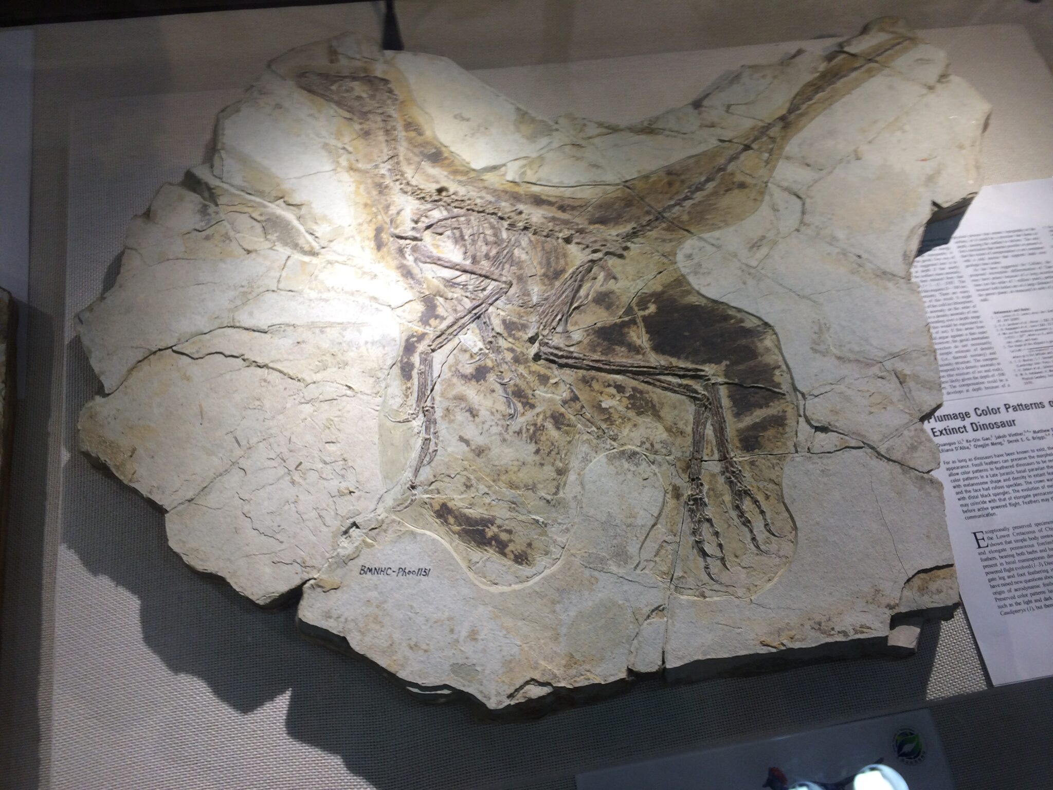 Anchiornis: The Tiny Feathered Dino With Rainbow Iridescence – Dino World