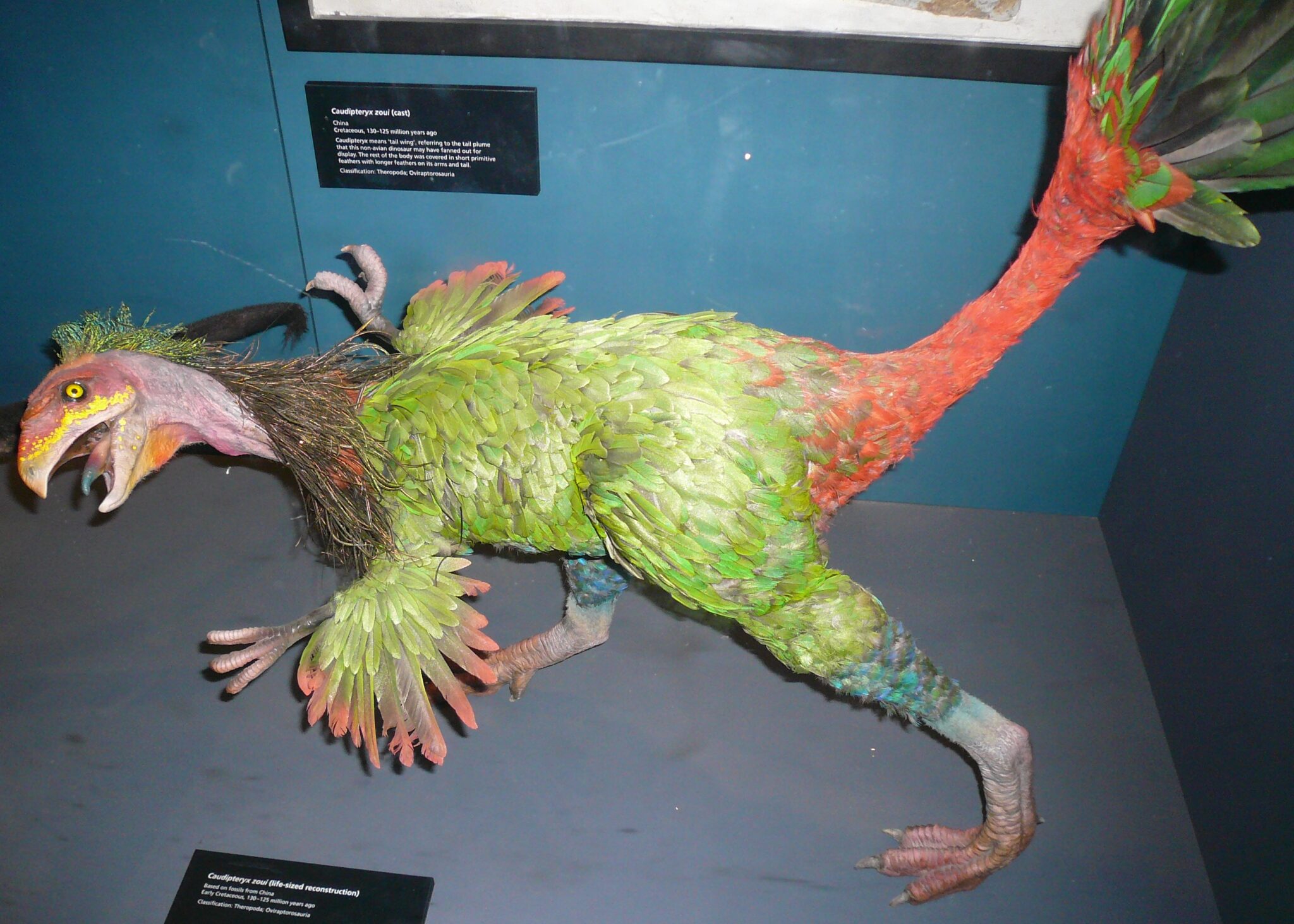 Caudipteryx: The Dino With a Fan of Feathers and Chicken-Like Legs ...