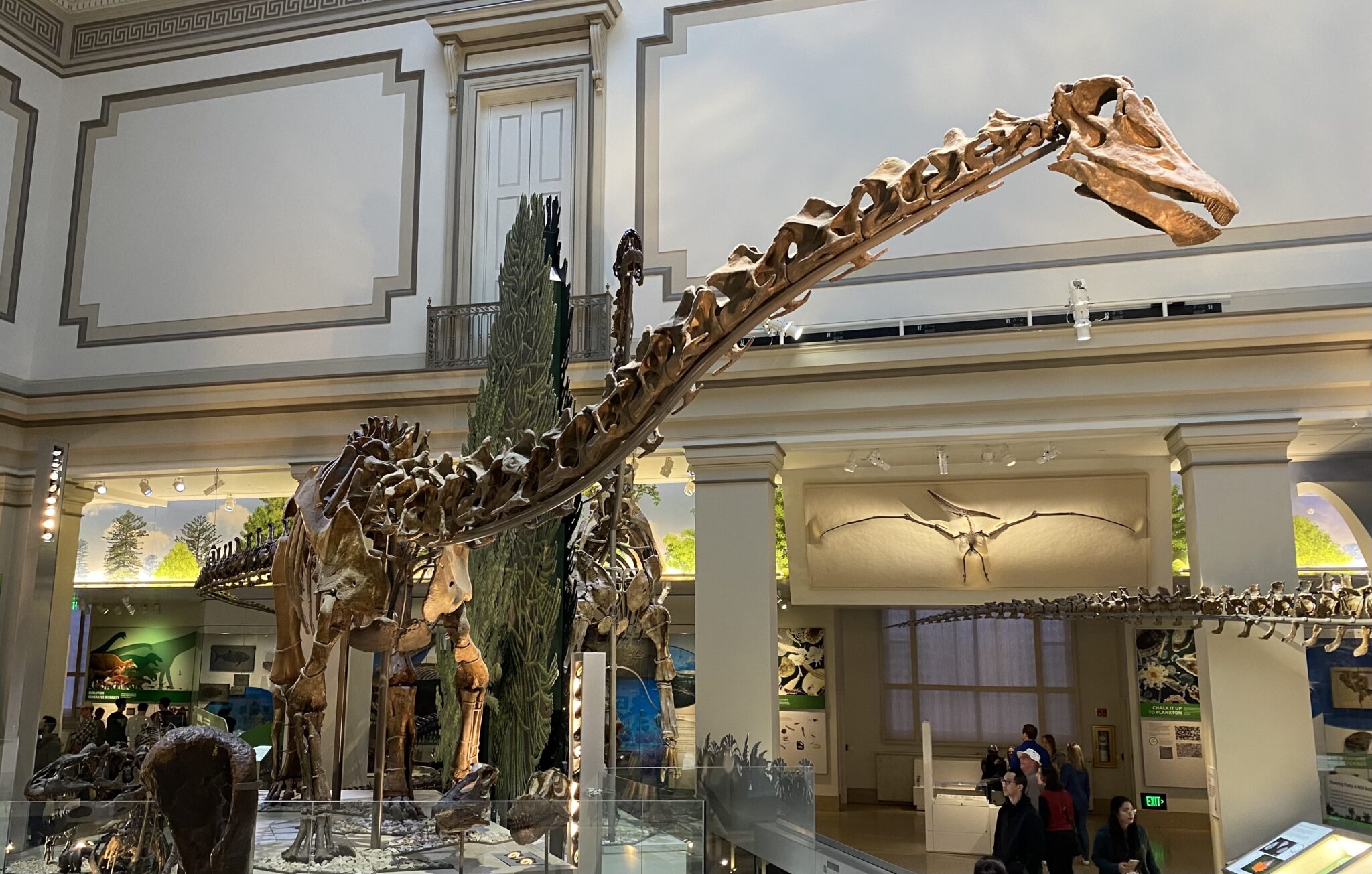 Brachiosaurus vs Diplodocus Giant Differences Explained – Dino World