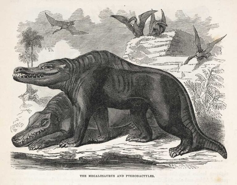 What Was the First Dinosaur Ever Discovered? – Dino World