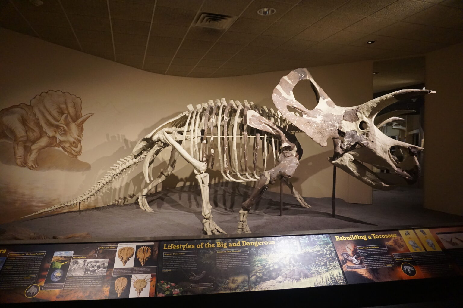 Triceratops: The Iconic Three-Horned Face of the Late Cretaceous – Dino ...