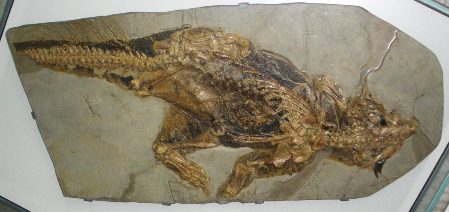8 Perfectly Preserved Dinosaurs Found in the Fossil Record – Dino World