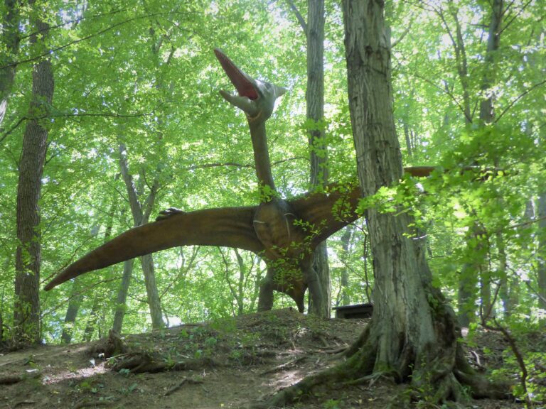 The Evolution of Bird Beaks From Raptors to Parakeets – Dino World