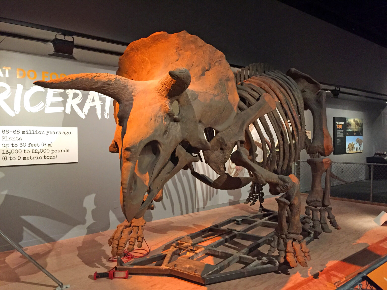 The T. Rex Named Sue The Legal Battle That Shook Paleontology – Dino World